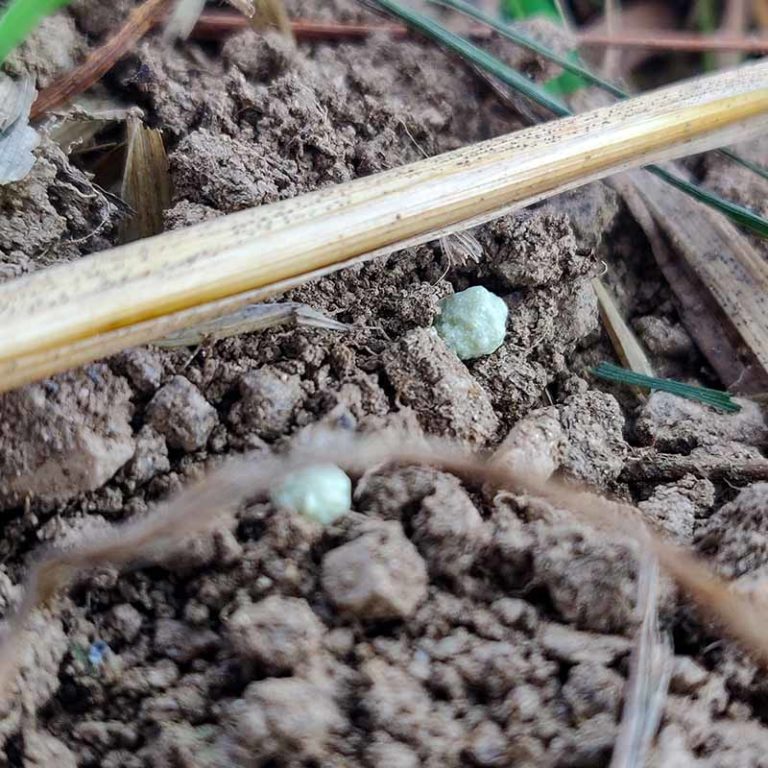 Wigor S Elementarschwefel | WIR Nordwälder